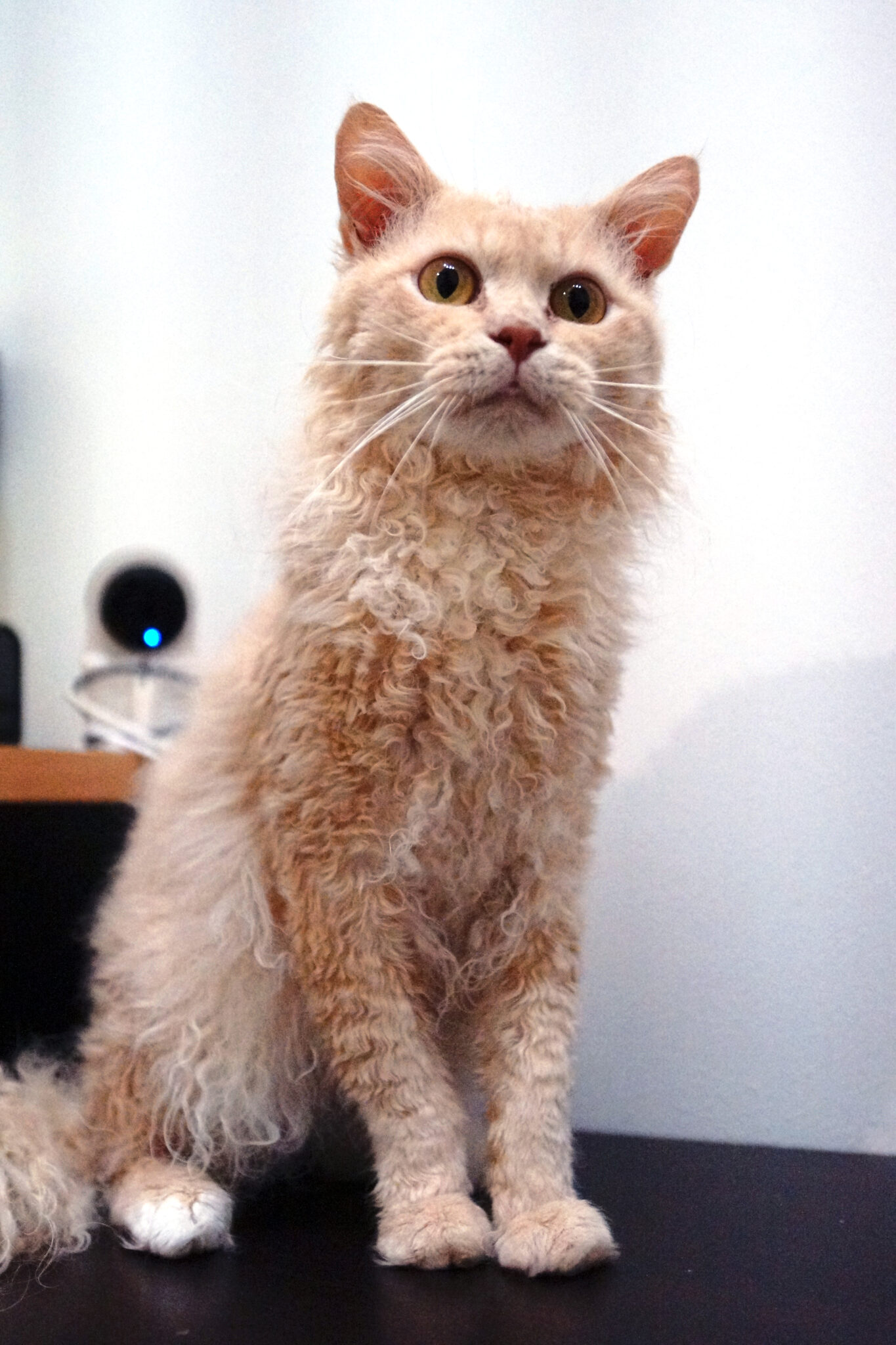 Yo - Cattery LEVIATHAN LaPerm / ラパーマ専門ブリーダー キャッテリー・リヴァイアサン